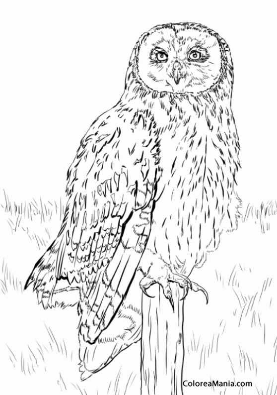 Colorear Búho, dibujo a lápiz (Aves), dibujo para colorear gratis Colorear Búho, dibujo a lápiz (Aves), dibujo para colorear gratis